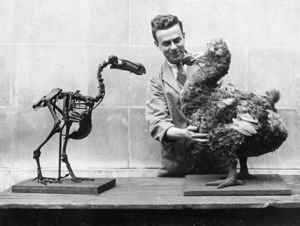Reconstructing genome of ancient bird opens door to reviving lost ...