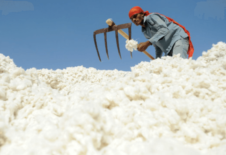 Indian official: Insect-resistant GMO cotton has increased production ...
