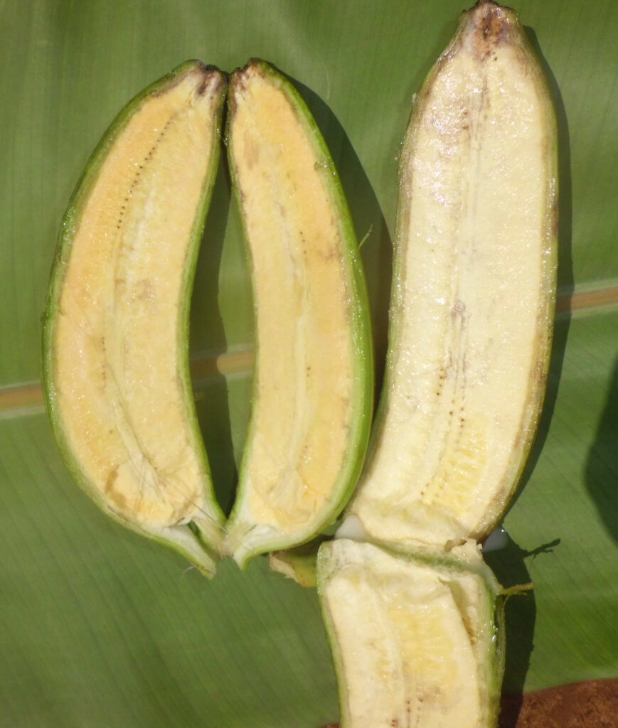 Uganda's researchers ready to taste test their GMO vitamin A-enriched ...