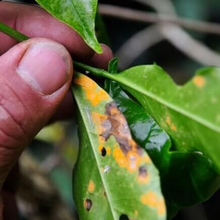 GMO coffee is on the horizon—but will we drink it? - Genetic Literacy ...