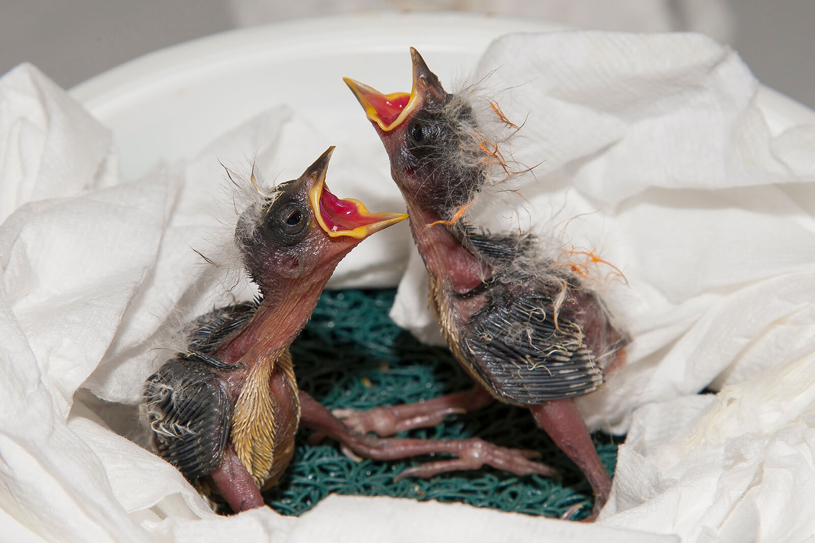 Conservation steward challenge: Which endangered species should we ...