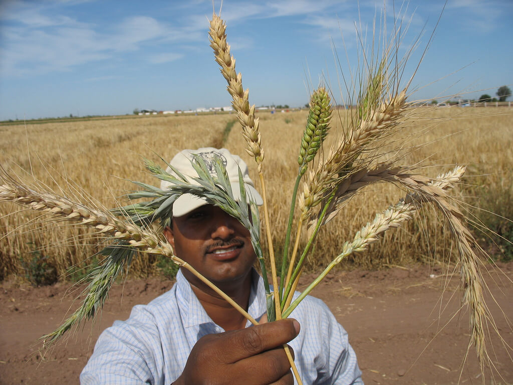 How wheat's wild cousins could help increase its genetic diversity ...