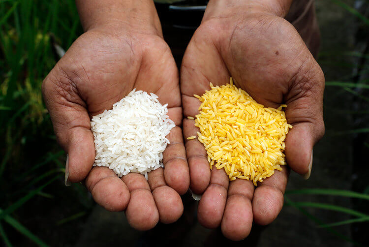 No 'meaningful difference' between GMO golden rice and conventional ...