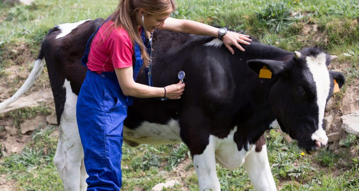 Breeding healthier cows: Using advanced genetics to tweak health traits ...