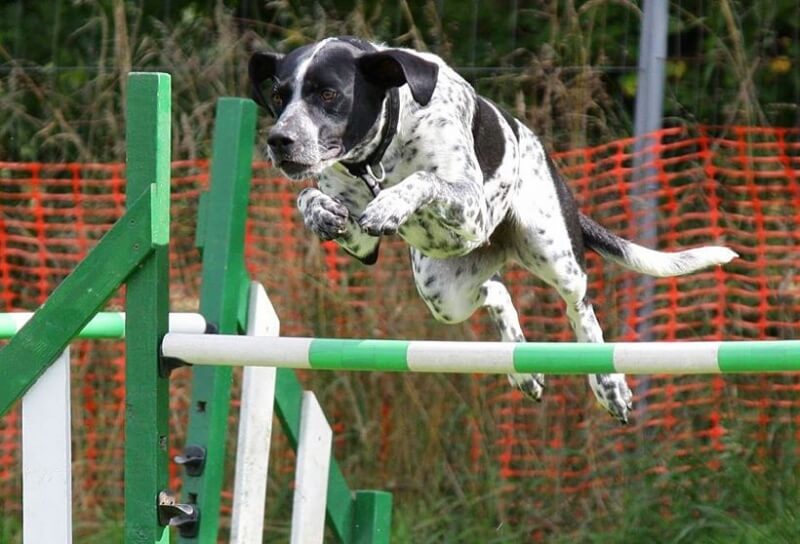 How genes affect your dog's athleticism—and what we might learn about ...