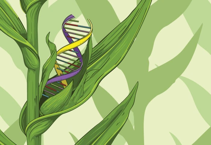 US FDA: Gene-edited crops can have many advantages for consumers ...