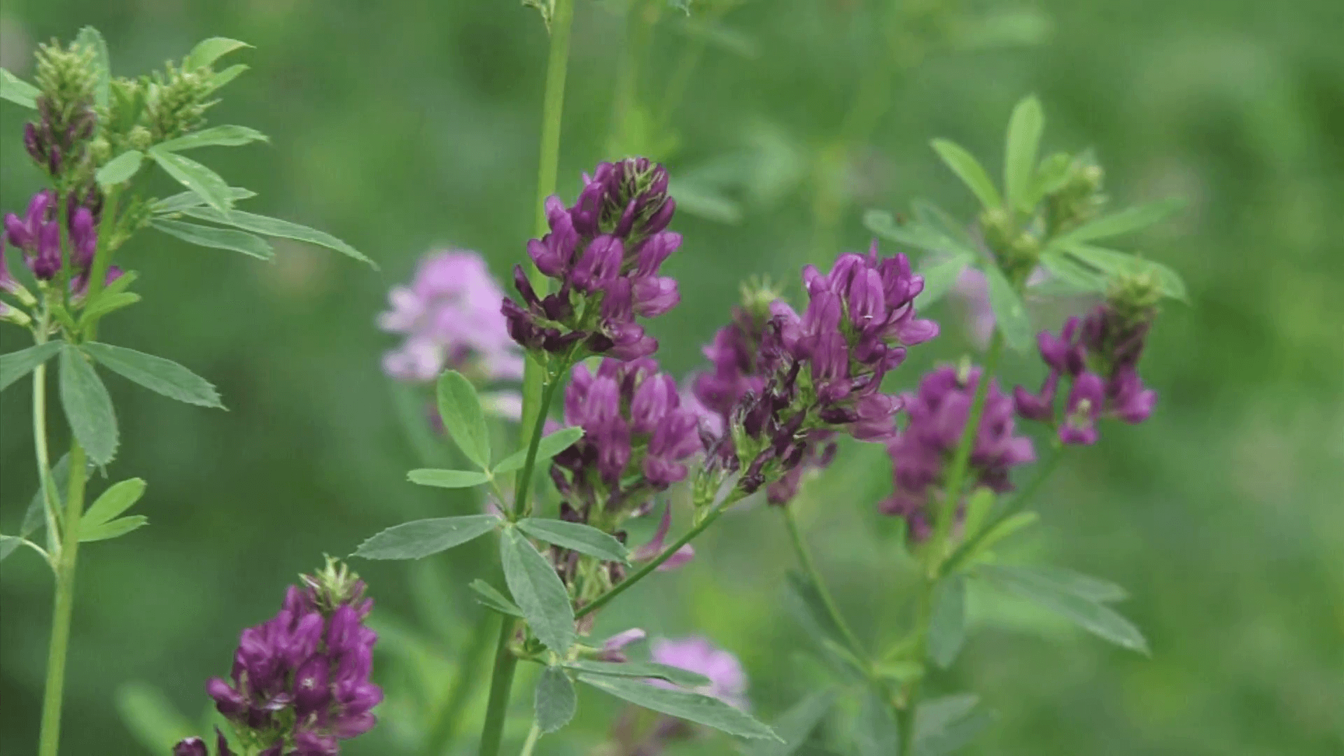 What Is Alfalfa Used For In Agriculture at Edward Mcfarlane blog