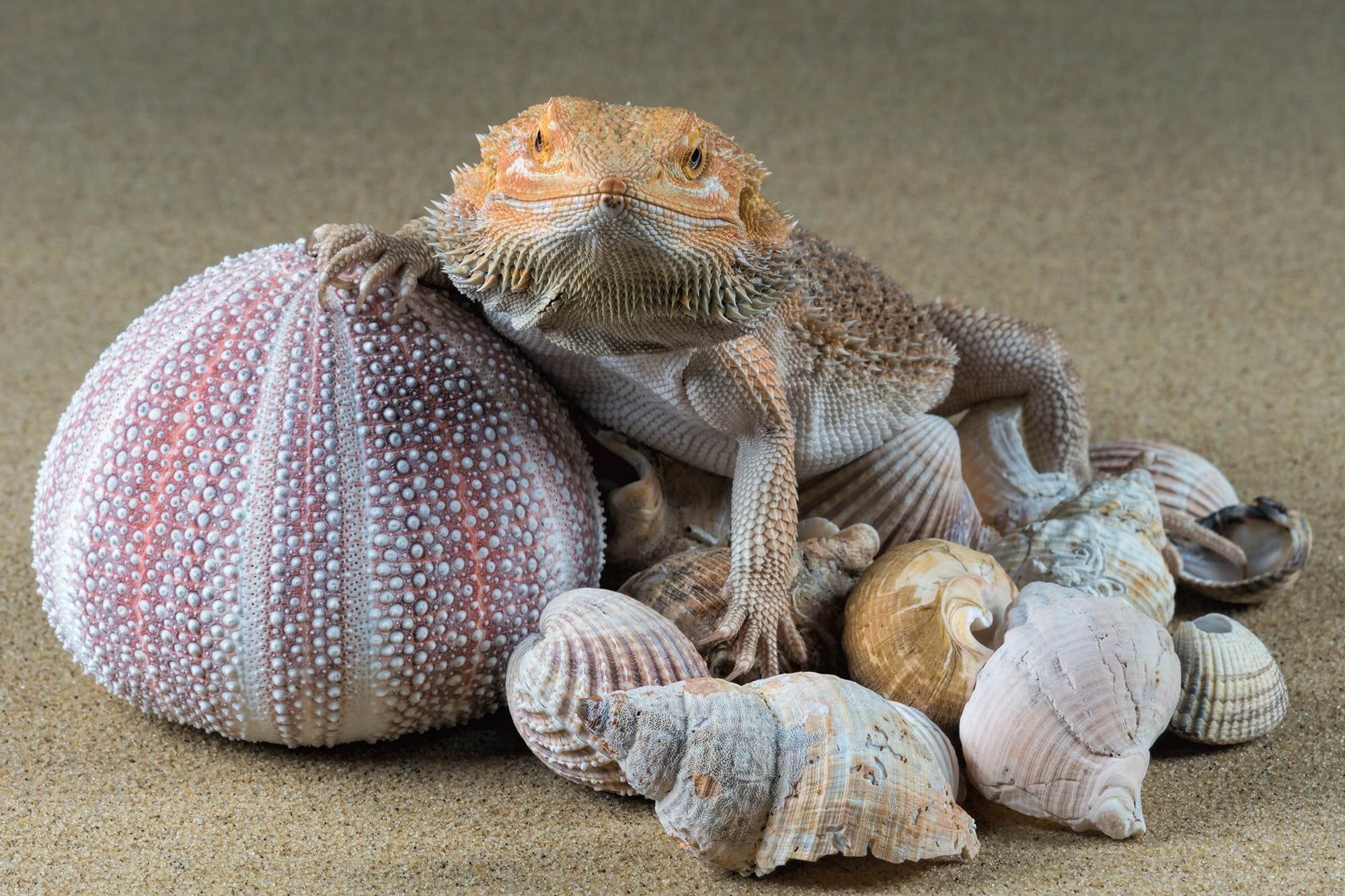 Not so different after all: Reptile and human brains have a lot in ...
