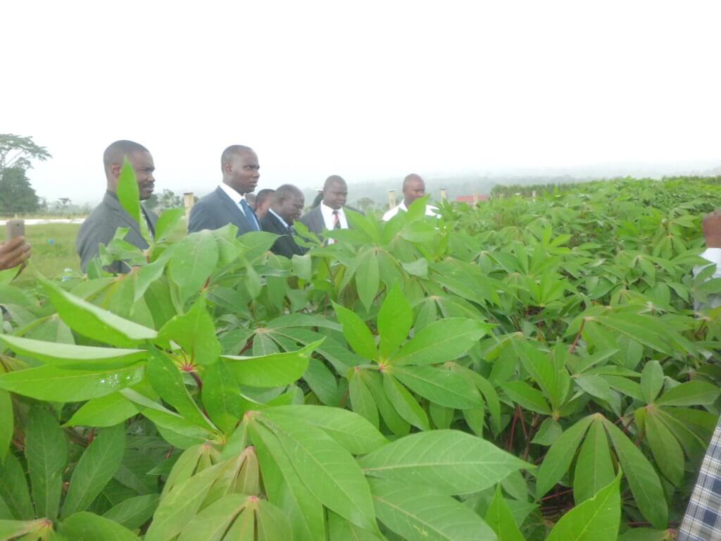 Opportunity lost: Has Uganda paid a price for not embracing GMOs ...