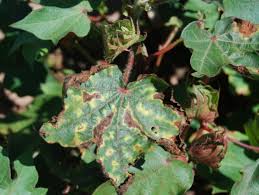 Scientists 'turn off' pathogenic genes to protect cotton from ...