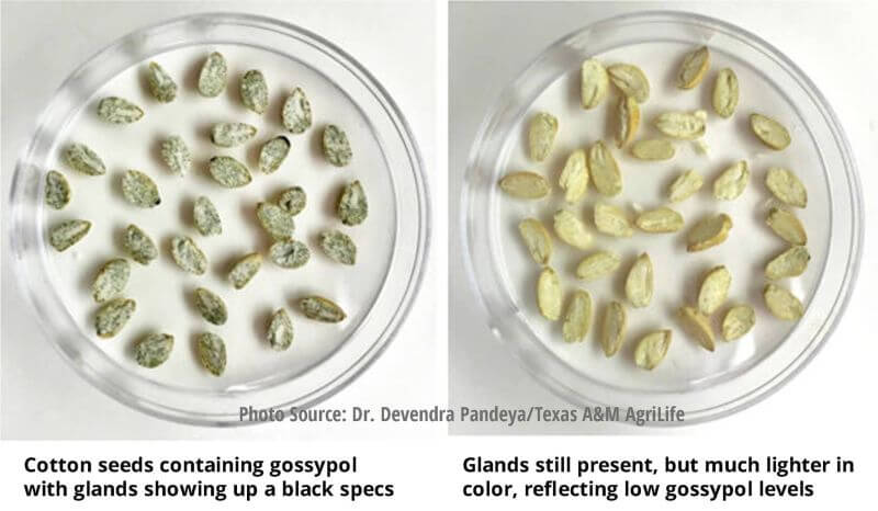 Edible cotton: How genetically modified cottonseed could revolutionize ...