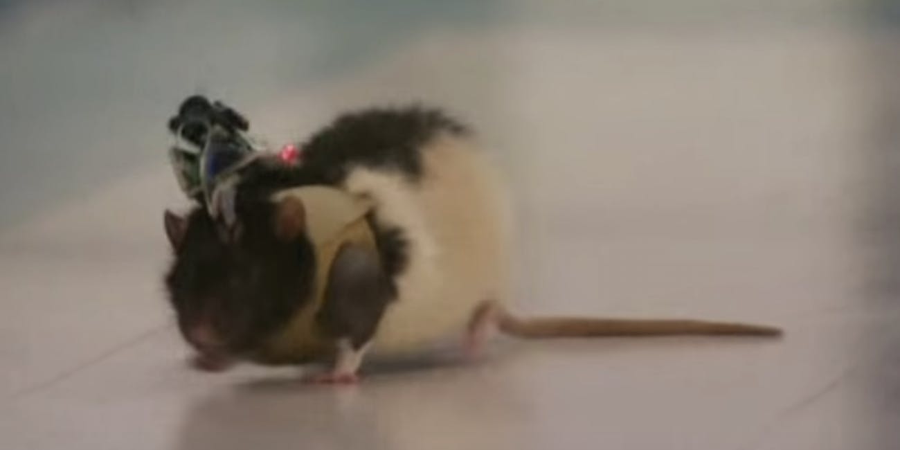 ‘Human-controlled rat cyborgs’ are real - Genetic Literacy Project