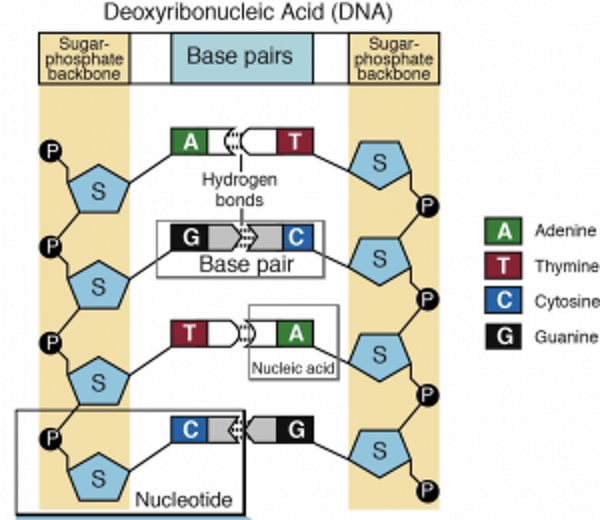 How 'genetic libraries' of animal DNA can help us better understand ...