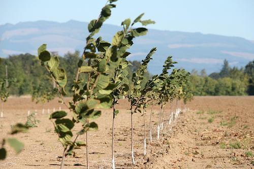 Tree planting can help slow global warming, but it's no panacea ...