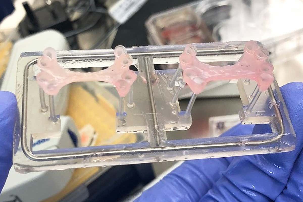 Lab-grown patch could be the solution for repairing damaged heart ...