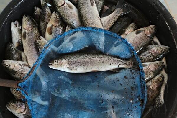How market forces, self-regulation and GMO crops are making fish ...