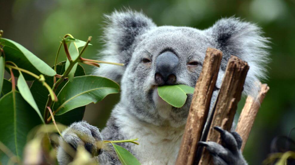 ‘Marsupial-enabled time machine’: How a Koala virus is giving ...