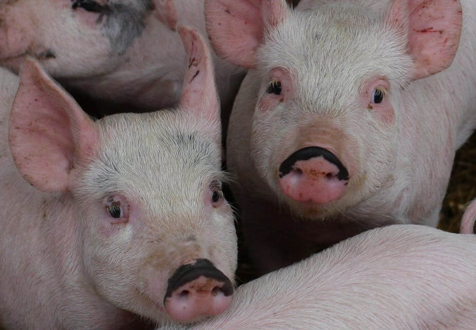 Xeno-Skin: Genetically engineered pigs may be source of transplantable ...