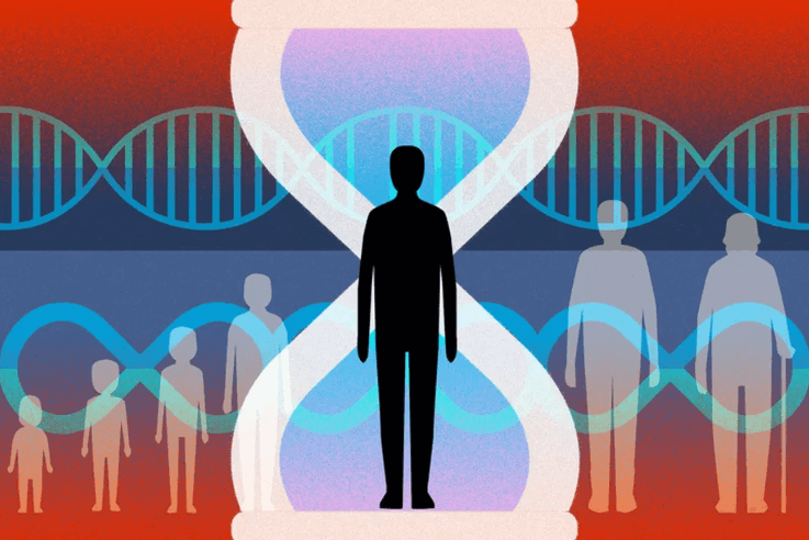 New 'DNA clock' finds that if our genes had their way, humans would ...