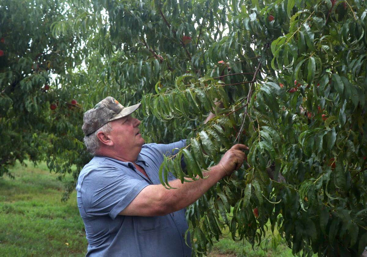 What's Bayer's argument in its appeal of the $265 million Bader Farms ...