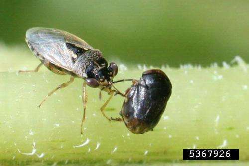 Beneficial bugs can co-exist with Bt crops, new studies show - Genetic ...