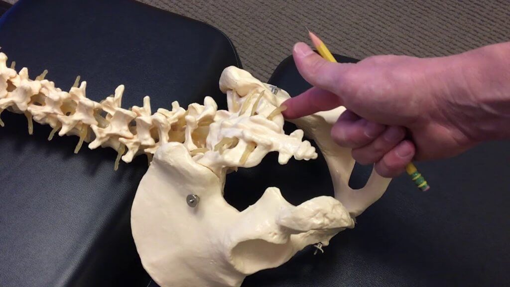 Why Do Humans Have Tailbones Genetic Literacy Project Why Do Humans Have Tailbones Genetic Literacy Project