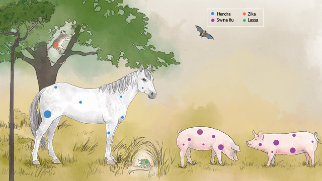 Infographic: 3 factors affecting how viruses jump from animals to ...