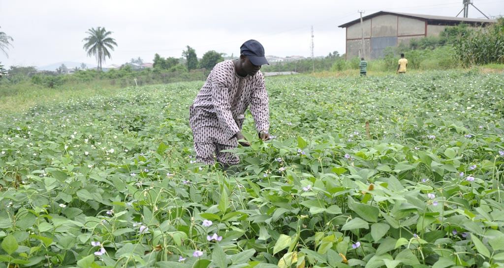 Landmark approval of GMO Bt insect-resistant cowpea leads Nigeria ...