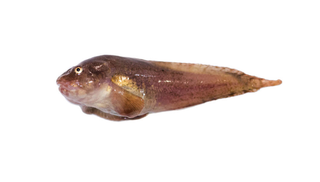 How weird can life on earth get? Check out these creatures found in ...