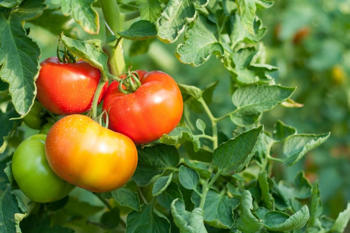 High-yielding plants that survive temperature swings may be our next ...