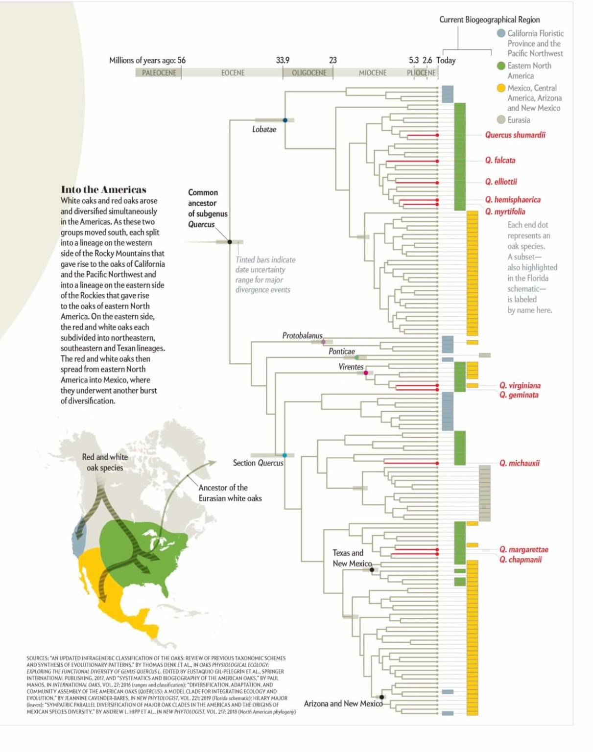 Infographic: Power of evolution? How oak trees came to dominate North ...