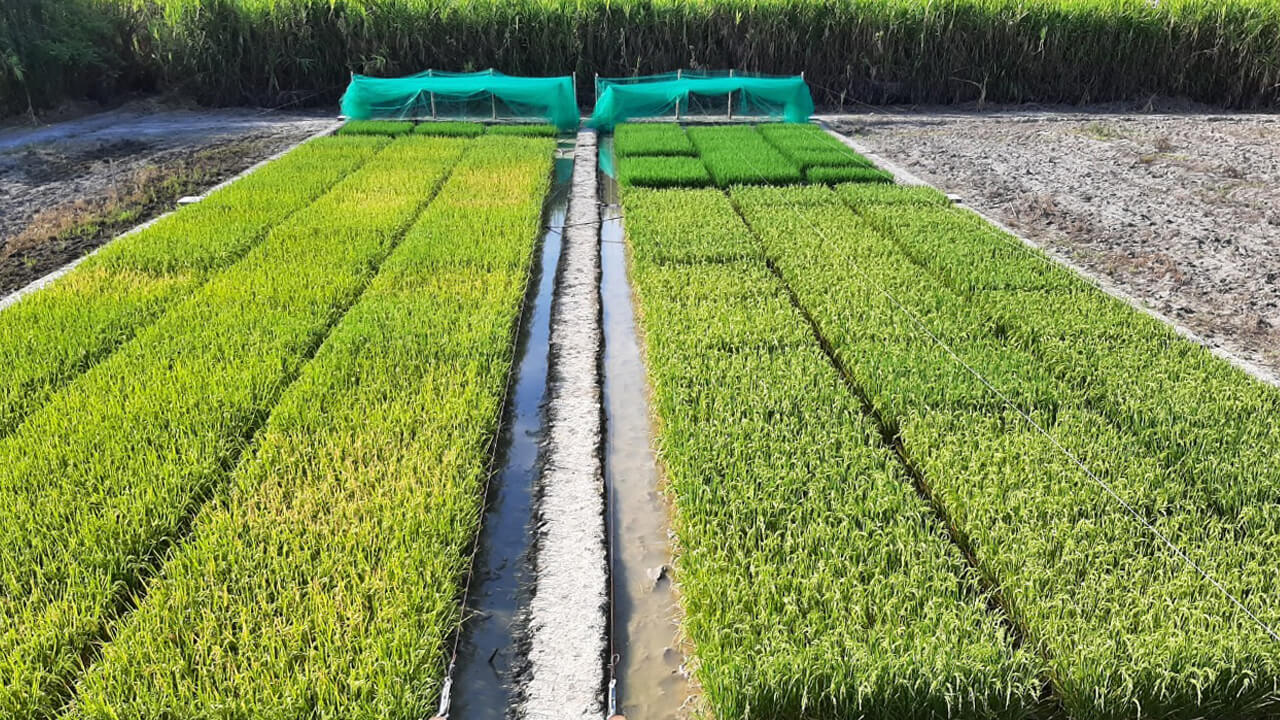 Gene-edited crops approved by USDA jumps from 7 to 70 between 2019 and ...