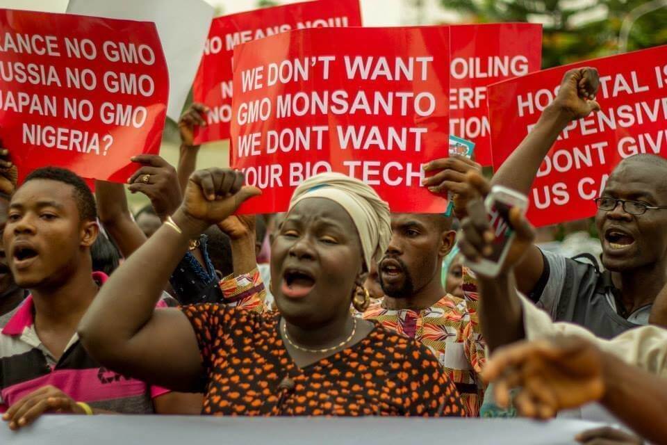 Viewpoint: 3 anti-GMO myths that hinder Nigeria’s adoption of biotech ...