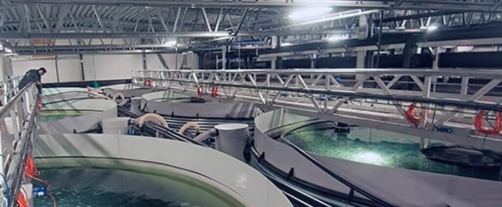 Viewpoint: Do we really need GM fish? The case for growing (and eating ...