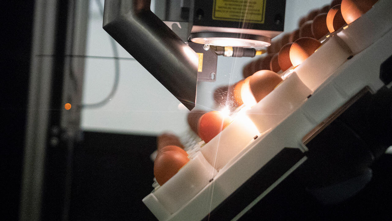 CRISPR-edited eggs offer novel way to eliminate slaughter of newborn ...