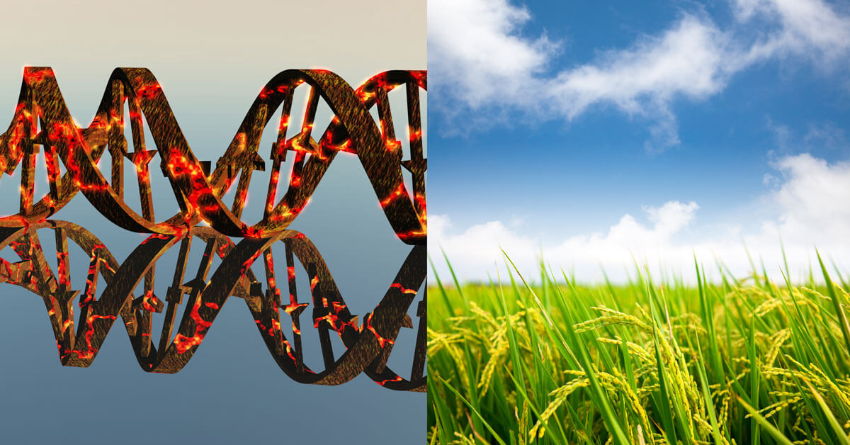 India’s scientists urge government to approve gene-edited crops to help ...