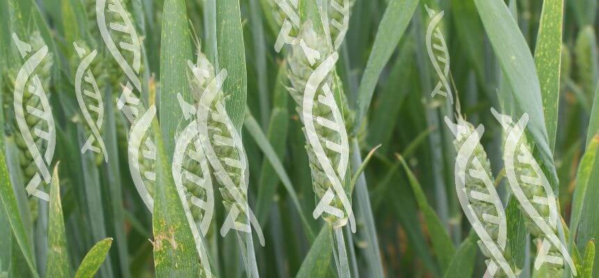 Why do we need gene-edited crops? To make farming more sustainable ...
