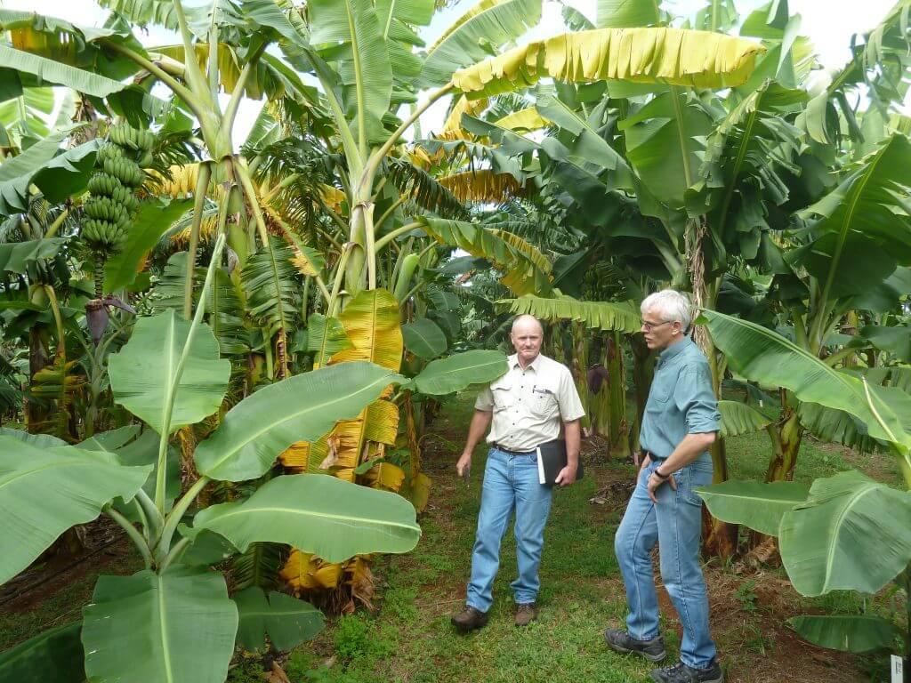 Genetic engineering could immunize bananas against deadly Fusarium wilt ...