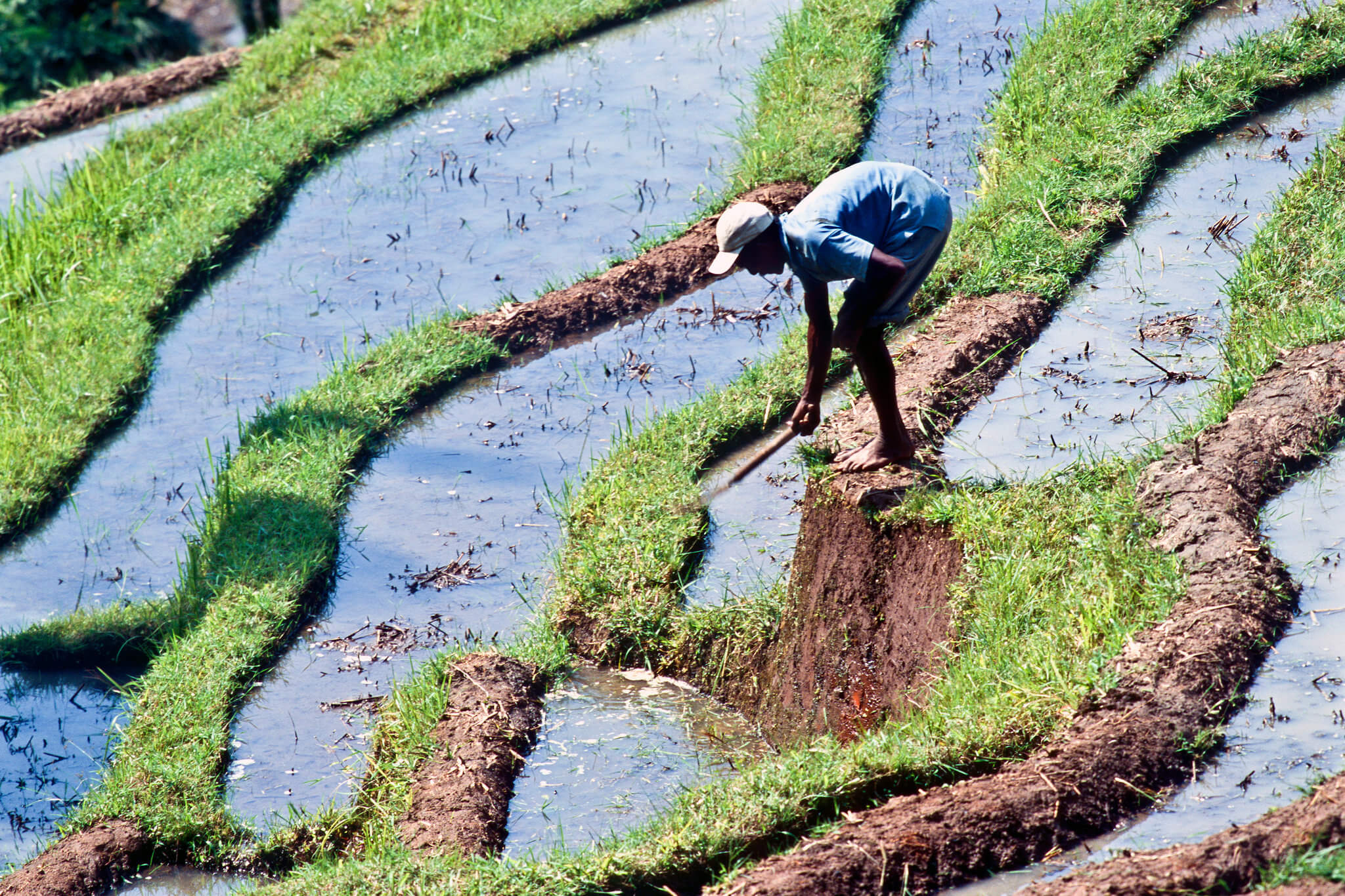 GMOs and the environment: ‘No significant difference’ and no unintended ...