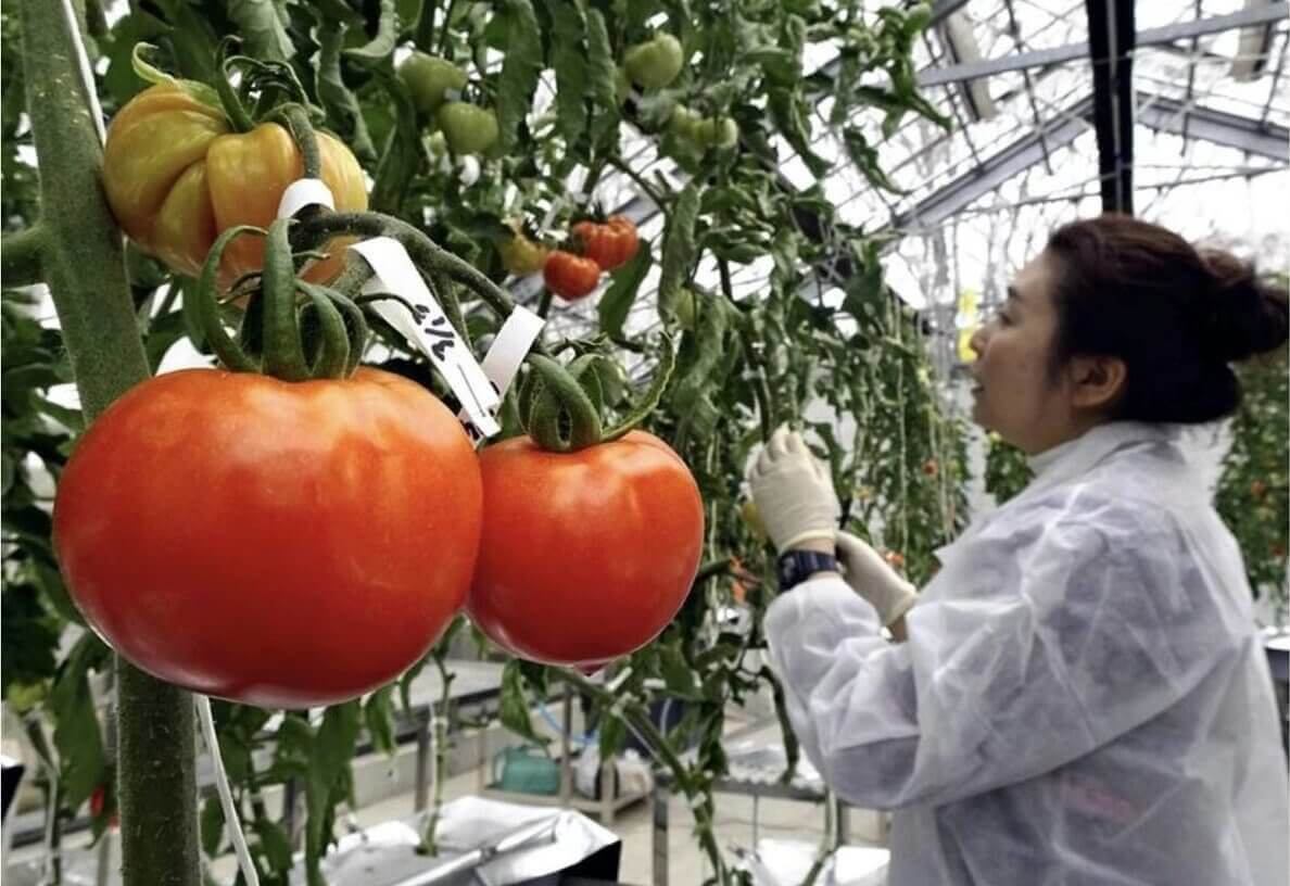 Will consumers accept the world’s first gene-edited tomato? - Genetic ...