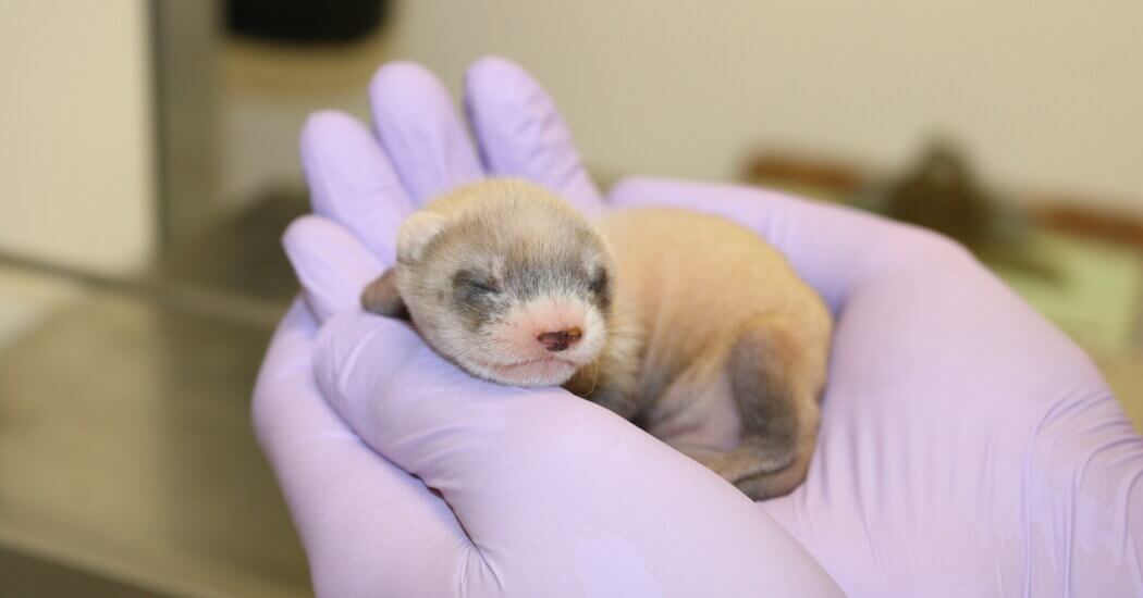 Cloned ferret Elizabeth Ann and the future of conservation: The ...