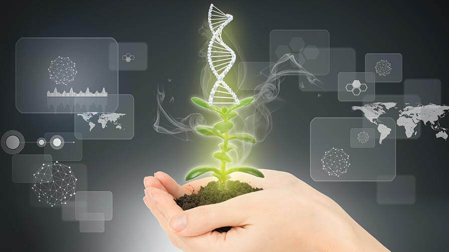 ‘Green’ politics and consumer uncertainty keep GM crops outlawed in ...