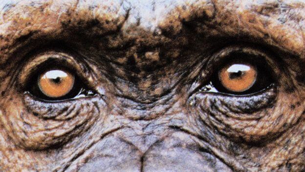 Some animals engage in heinous behaviors — cannibalism, eating ...