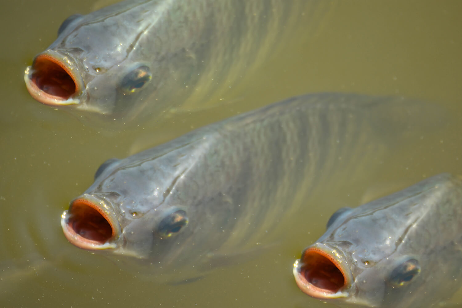 Here’s how GM canola-derived fish feed could make aquaculture more ...