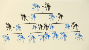 CRISPR may help curb malaria by altering a mosquito’s gut genes, new ...