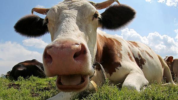 Methane emissions from burping cattle are major contributor to global ...