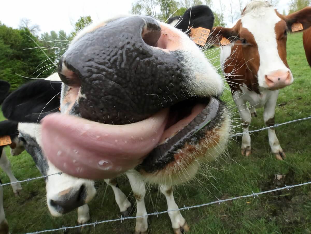 Cow methane ‘burps’ are one of the largest contributors to carbon ...