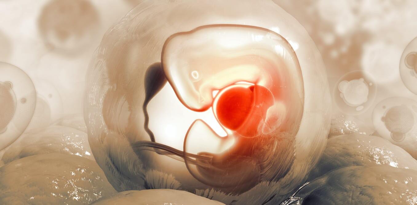 Viewpoint: Why loosening rules on human embryo use in stem cell ...