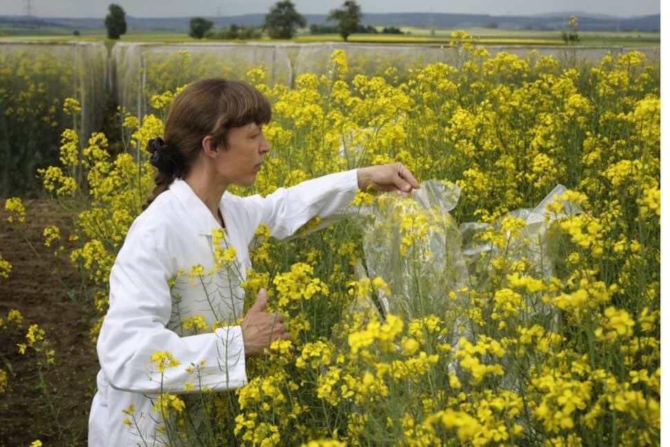 Viewpoint: Harvard fellow on why crop engineering is crucial to ...