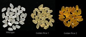 10 key facts about Golden Rice, a GMO that can save the lives and sight ...